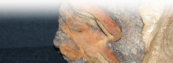 メシマコブのはたらき